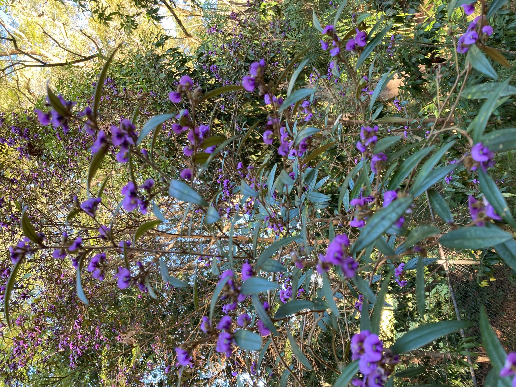 Purple Pea Bush